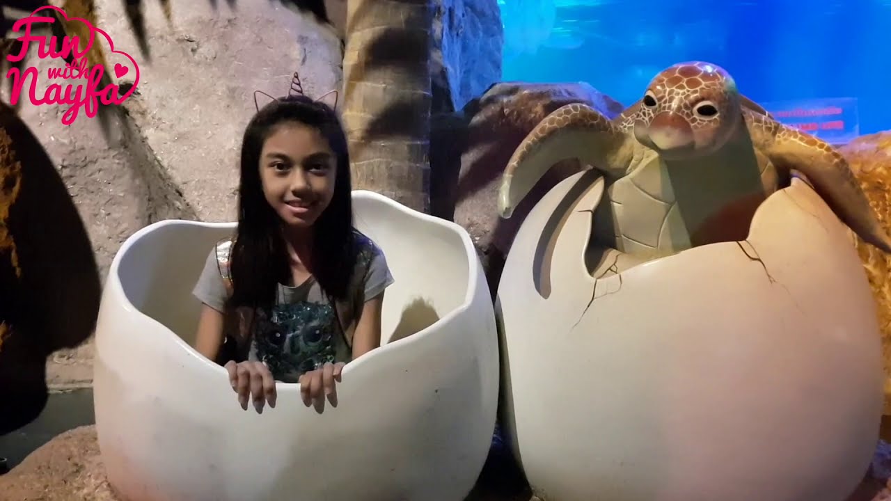 Nayfa Ke Sea Life Ocean World Bangkok, Ada Berbagai Macam Jenis Hewan ...