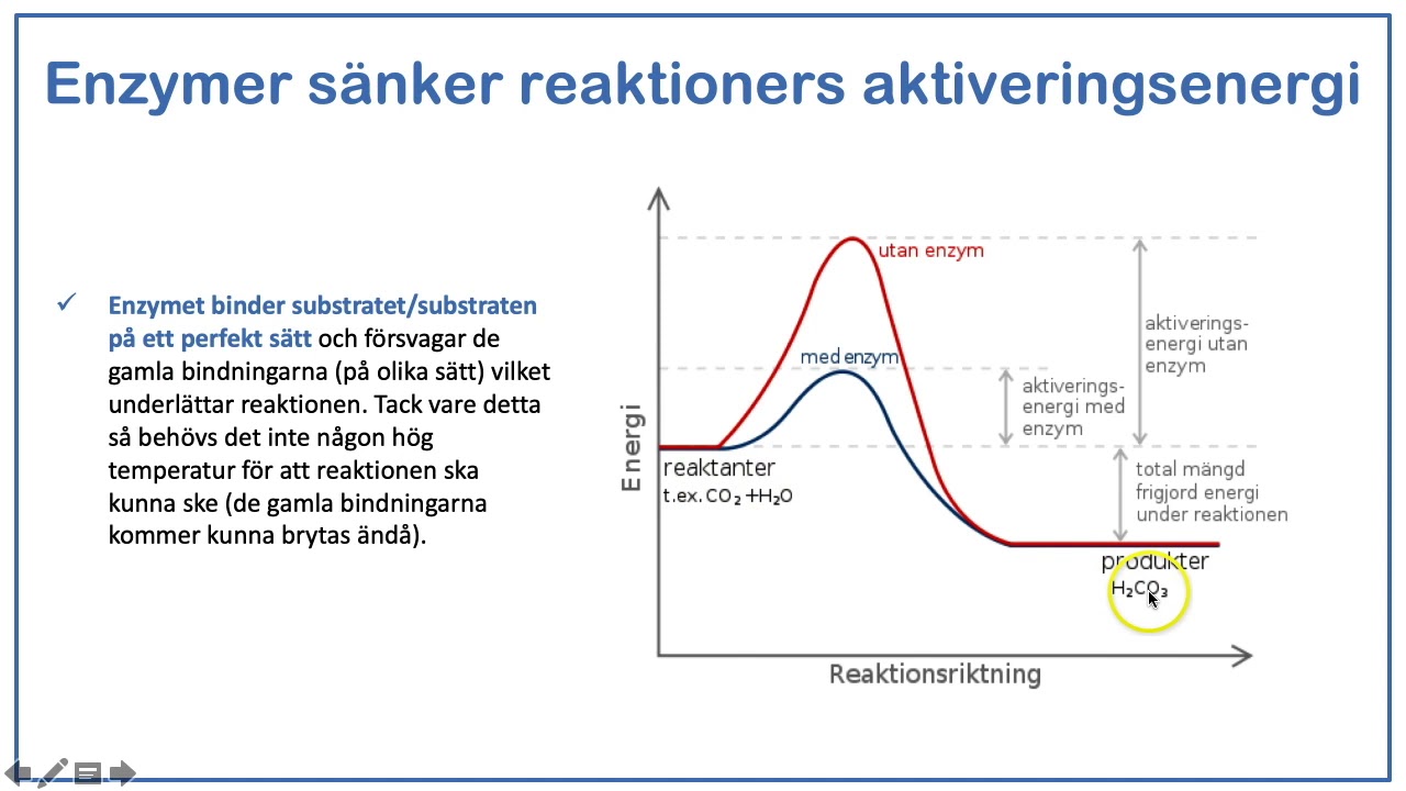 Enzymer katalyserar kemiska reaktioner - YouTube
