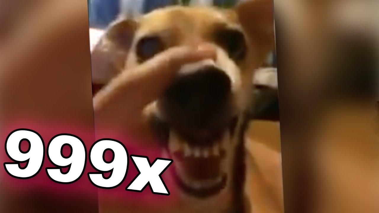 La La La Dog 999x Speed - YouTube