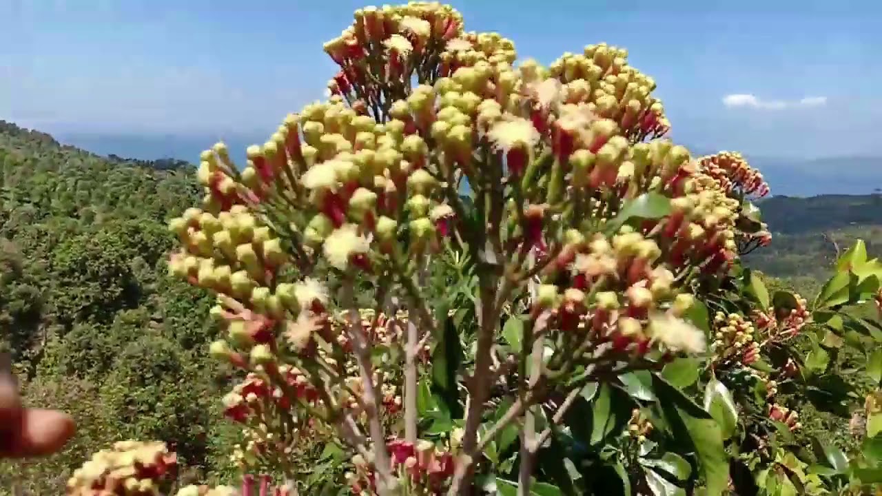 Cengkeh (Syzygium Aromaticum) - YouTube