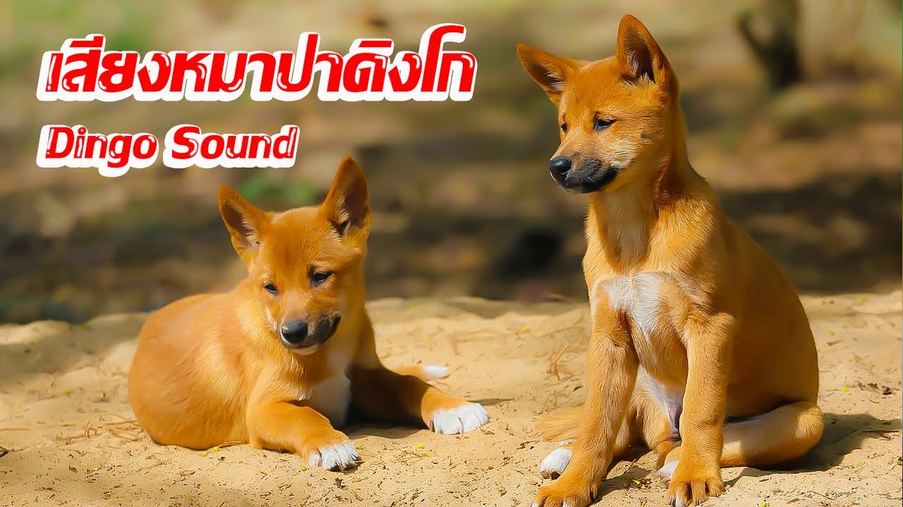 Dingo Sound | เสียงหมาป่าดิงโก - YouTube