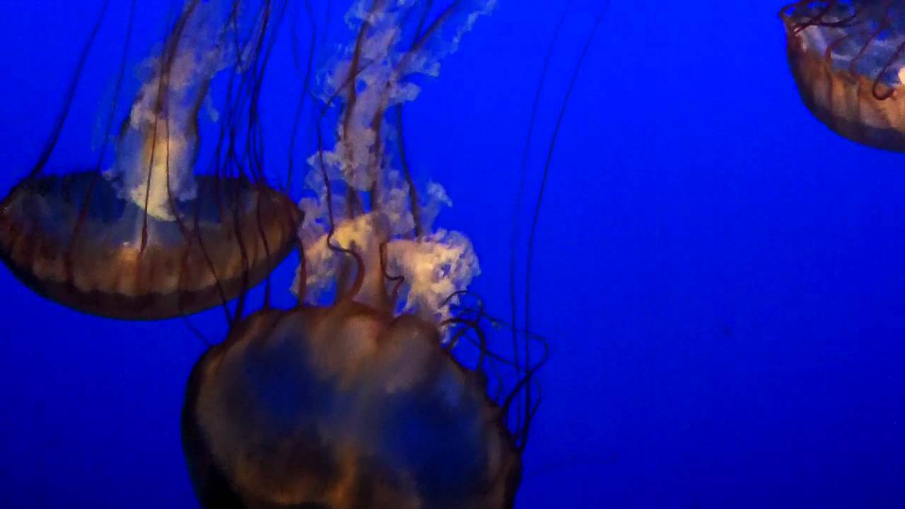Jellies - YouTube