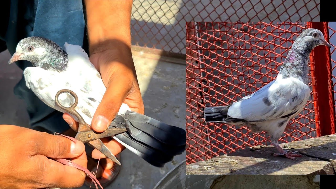 How to cut BABY PIGEON Feathers & Tail ? - YouTube