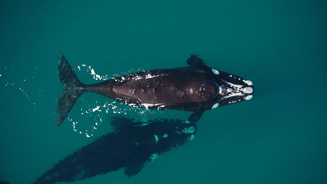 Whale Project uses drones for Conservation Research - YouTube