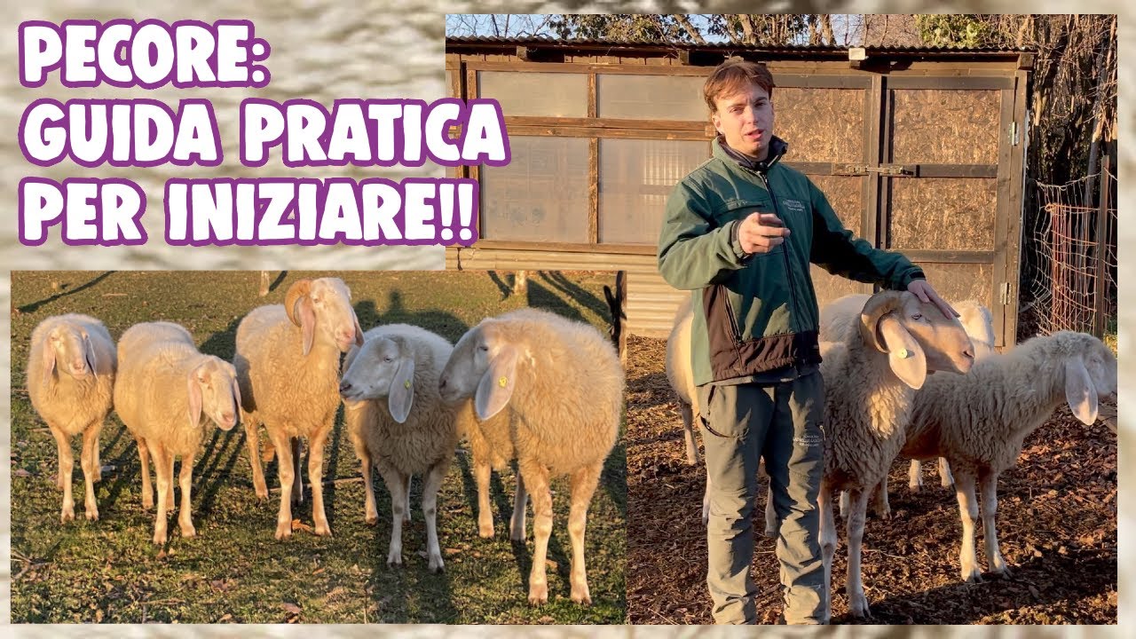 PECORE🐑: TUTTI i CONSIGLI per INIZIARE!! - YouTube
