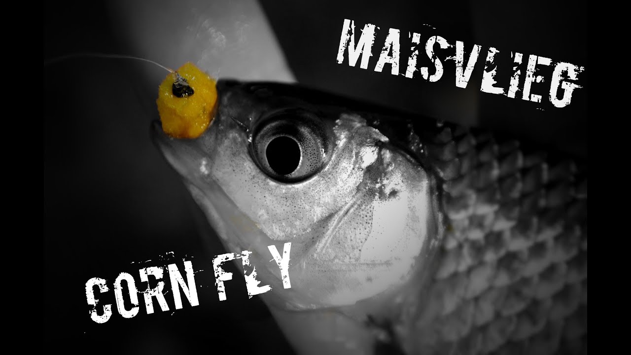 Tying a Corn fly, my favourite roach pattern. - YouTube