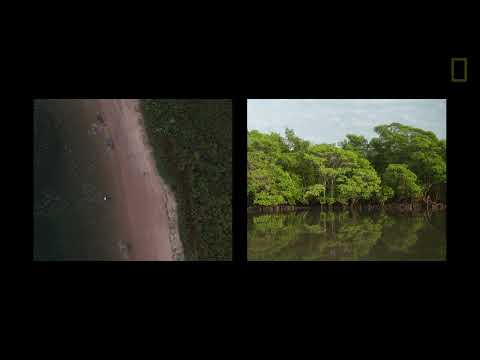 Revealing the ecological riches of the Amazon’s mangrove forests