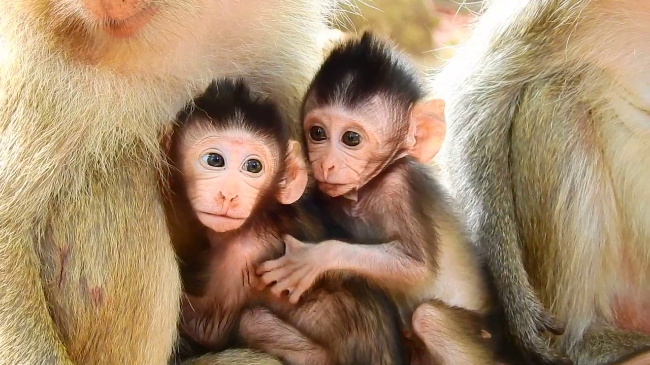 Bronx Very Cute Brianna Newborn Baby Monkey, Baby Barbi Can Walk Free ...