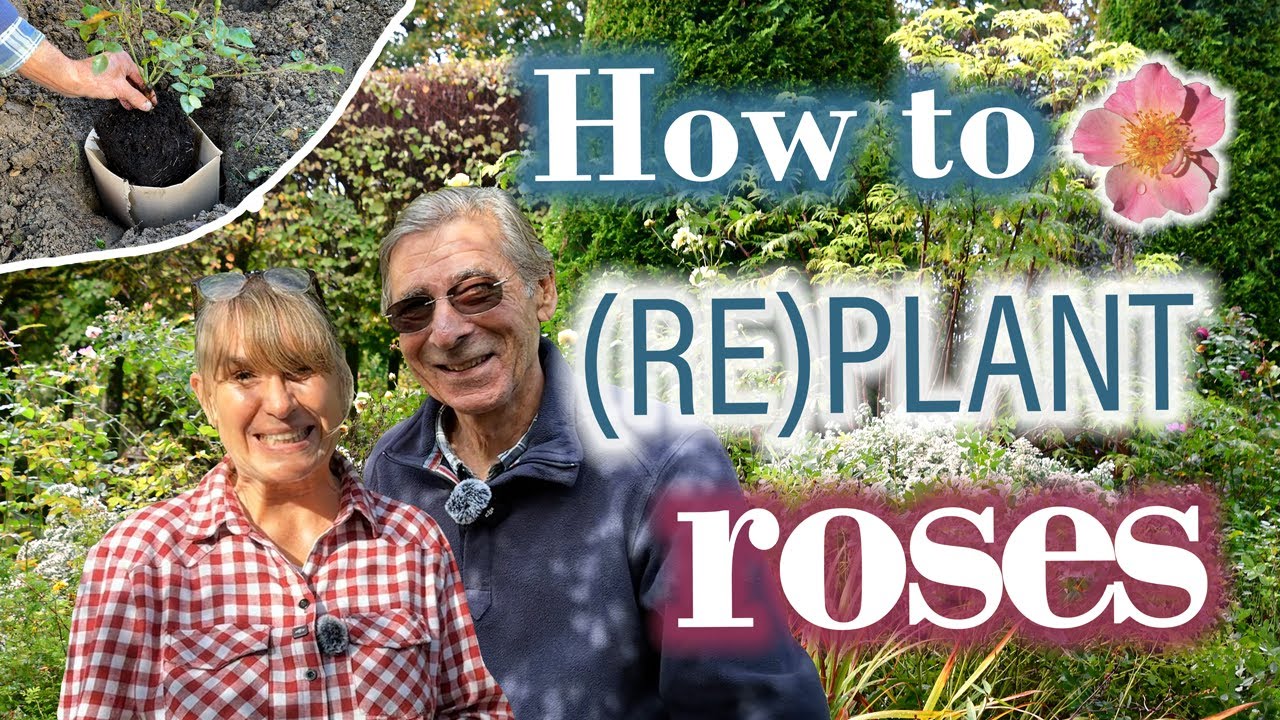 EASY Planting of ROSES | +50 YEARS Gardening Expertise - YouTube
