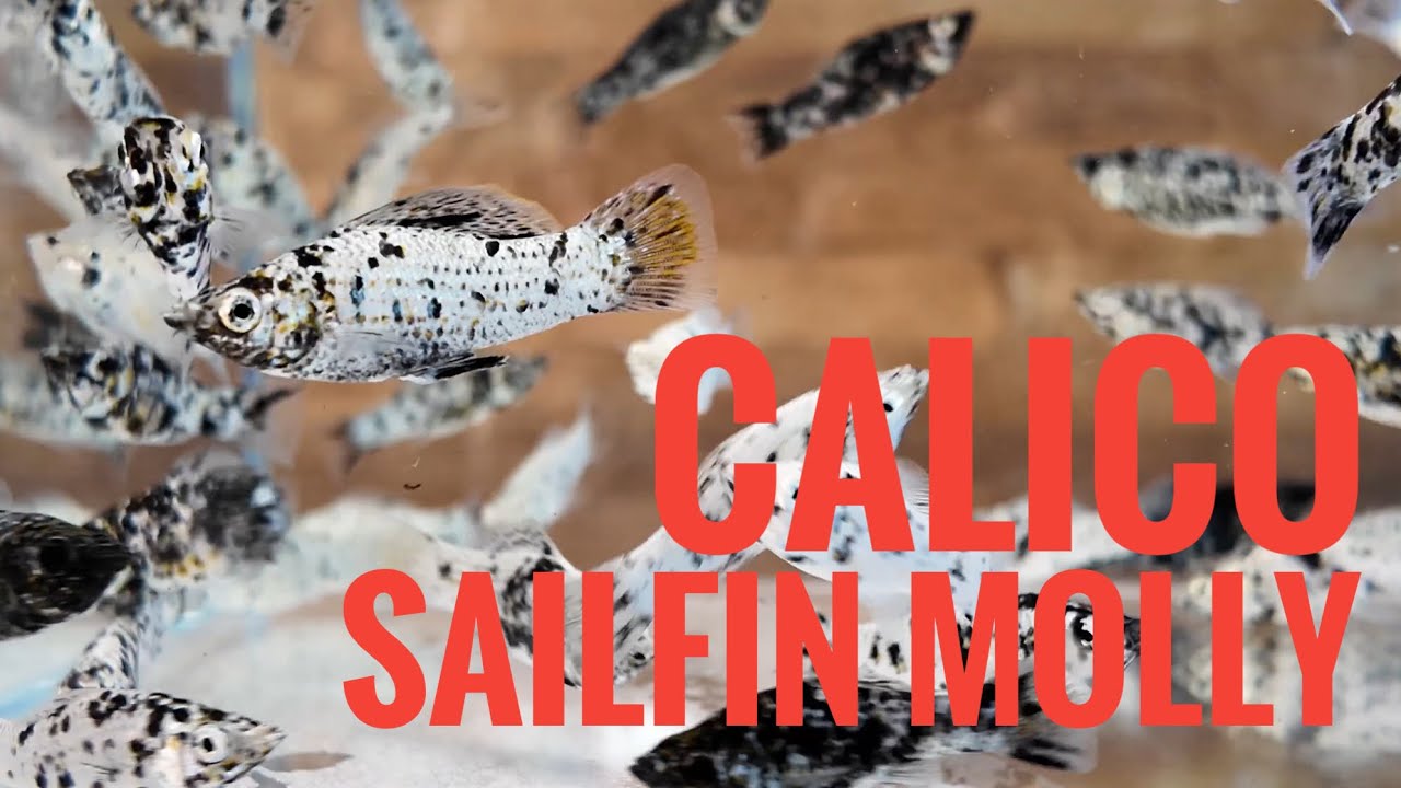 Calico Sailfin molly fish - YouTube