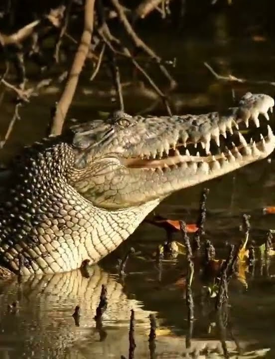 COCODRILO(CROCODILE) - SONIDOS NATURALES DE ANIMALES(SPANISH) - YouTube