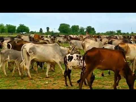 jallikkattu maadu(nattu maadu) - YouTube
