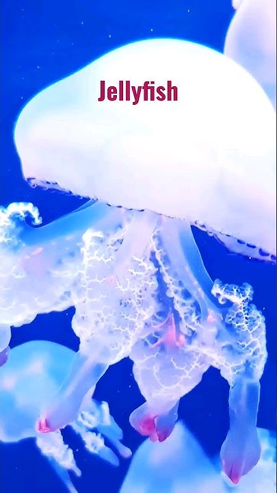 Jellyfish| Nat Geo Wild #ytshorts - YouTube