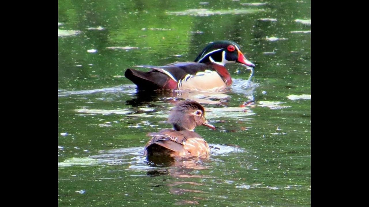 Wood Ducks on Lake Wingra, Madison WI - YouTube