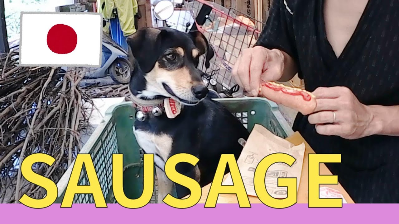 Try sausage with my dog. in Japan. - YouTube