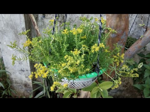 How to grow and care of sedum plant. | Best hanging basket plant - YouTube