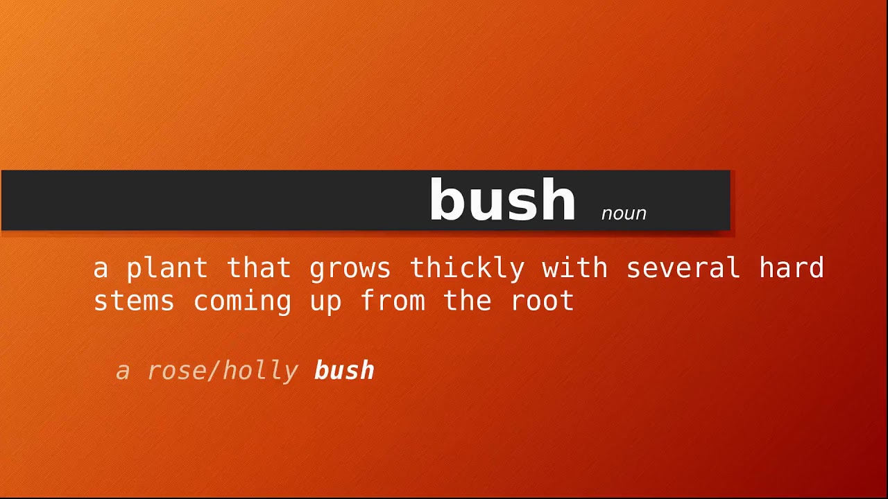 bush , Meaning of bush , Definition of bush , Pronunciation of bush ...