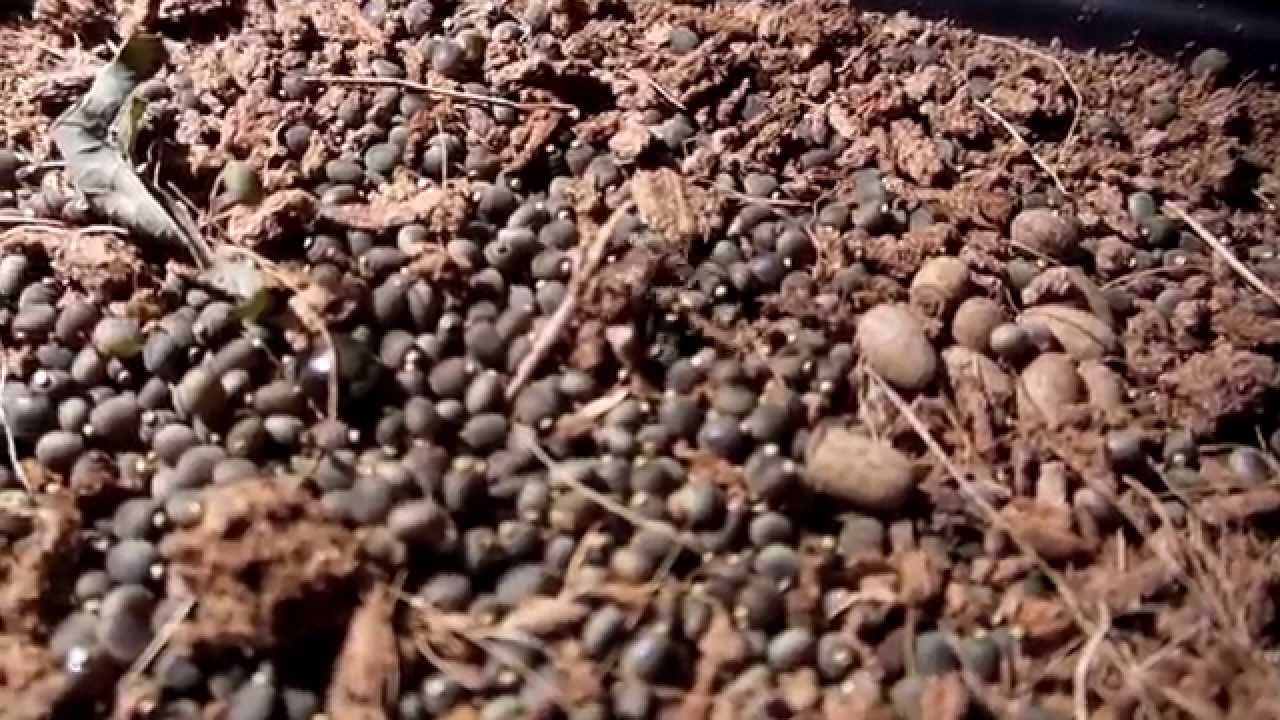Stick Insect Hatching v2 - YouTube