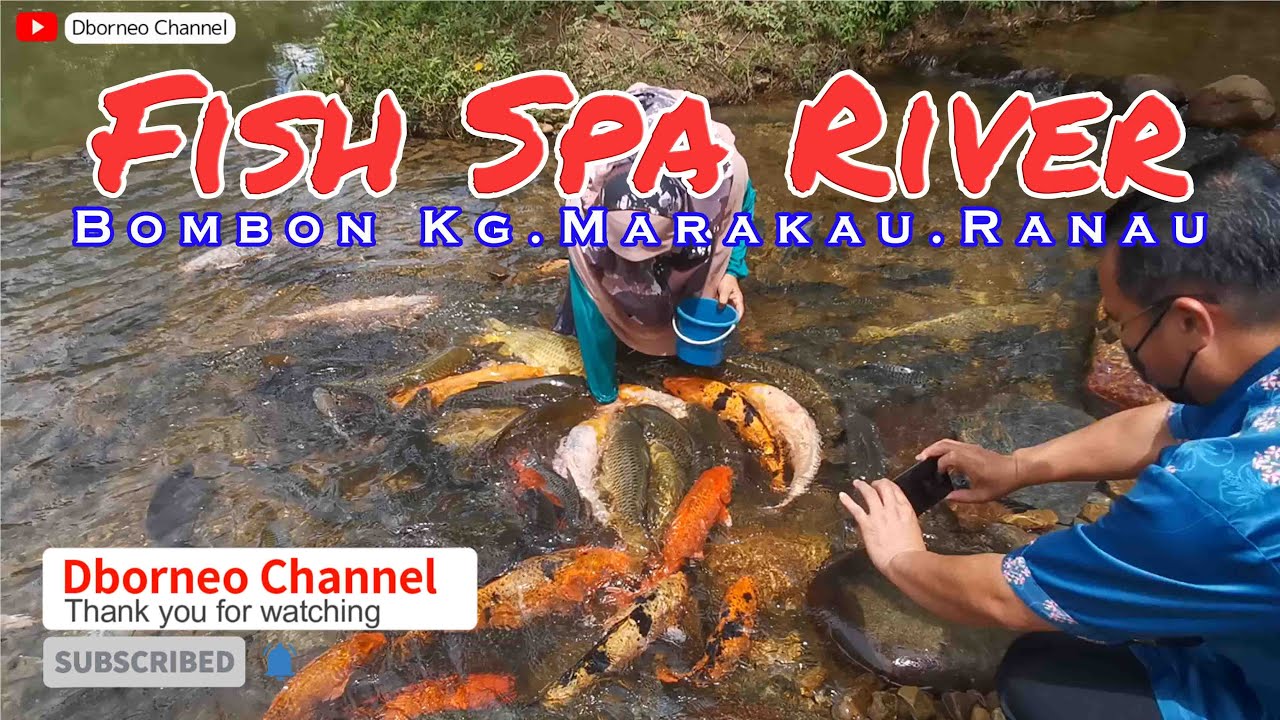 FISH SPA BOMBON KG MARAKAU | IKAN COMEL DAN JINAK - YouTube