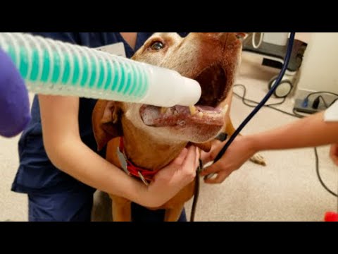 Respiratory Distress - Dog: Medical Minute Episode 5 - YouTube