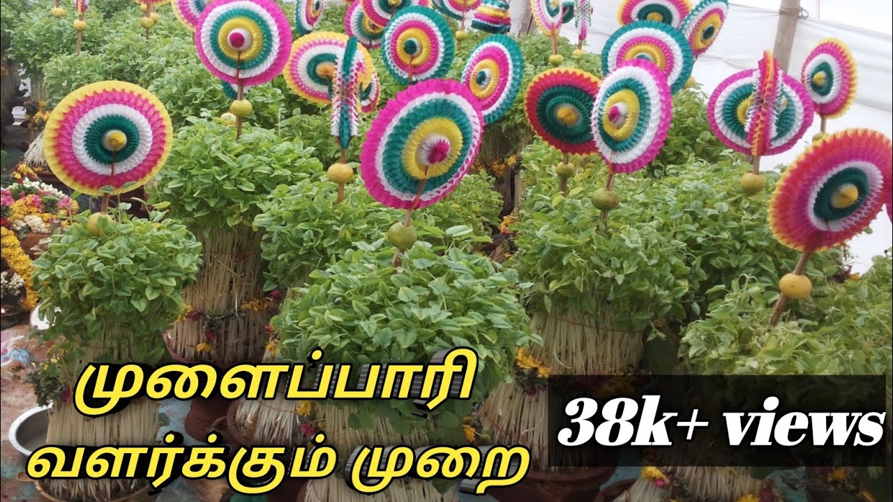 #Mulaippari preparation step by step in tamil || எளிதாக முளைப்பாரி ...