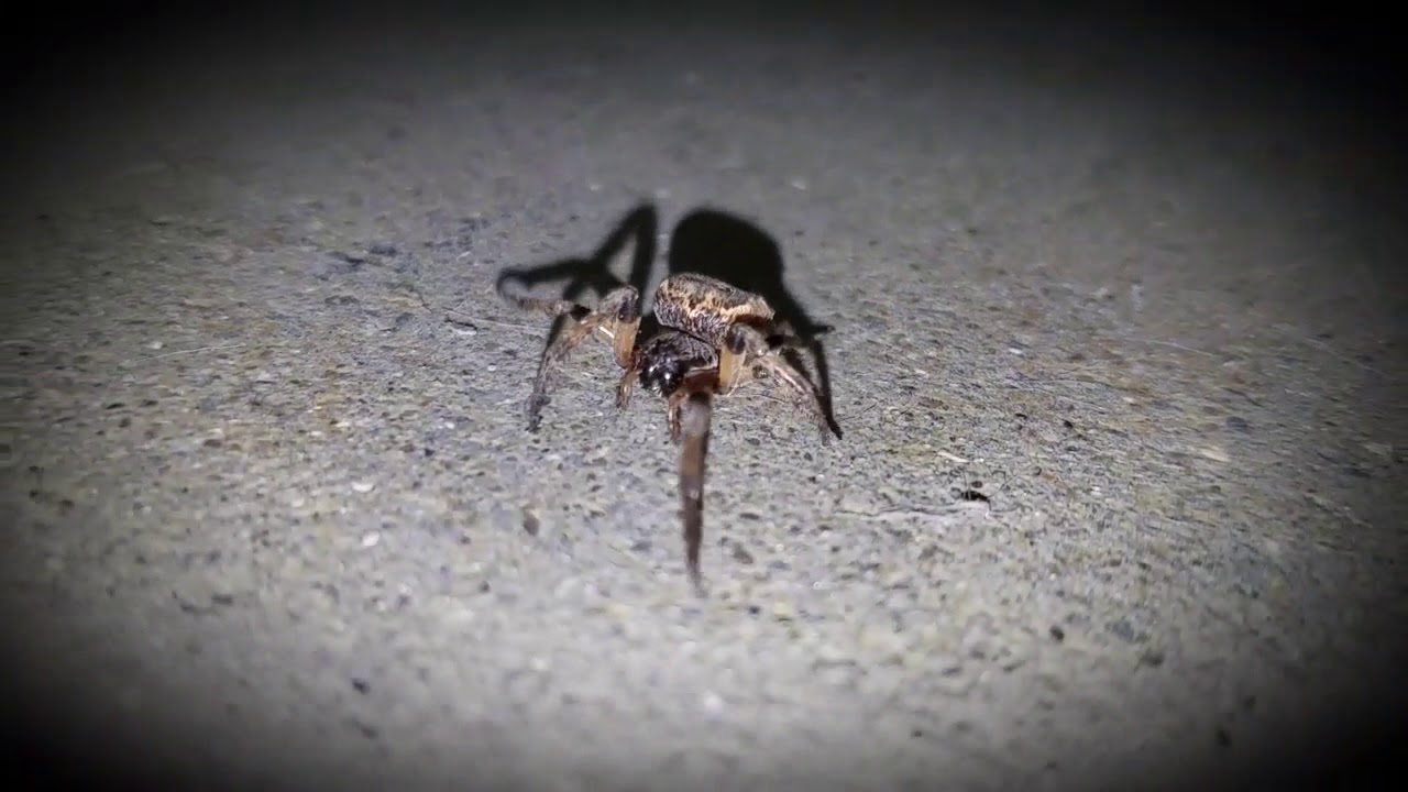 Spider Jaws! - YouTube