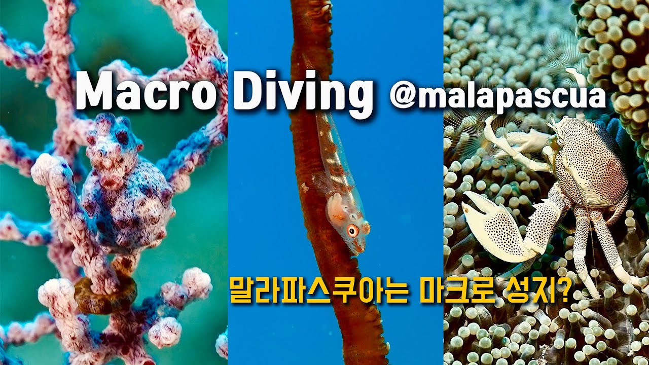 Macro diving @malapascua - YouTube