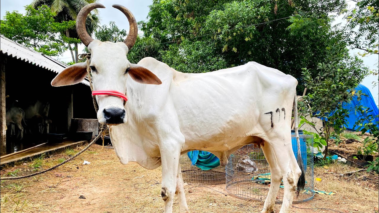 Ongole cow L799 from Lam farm, Guntur - YouTube