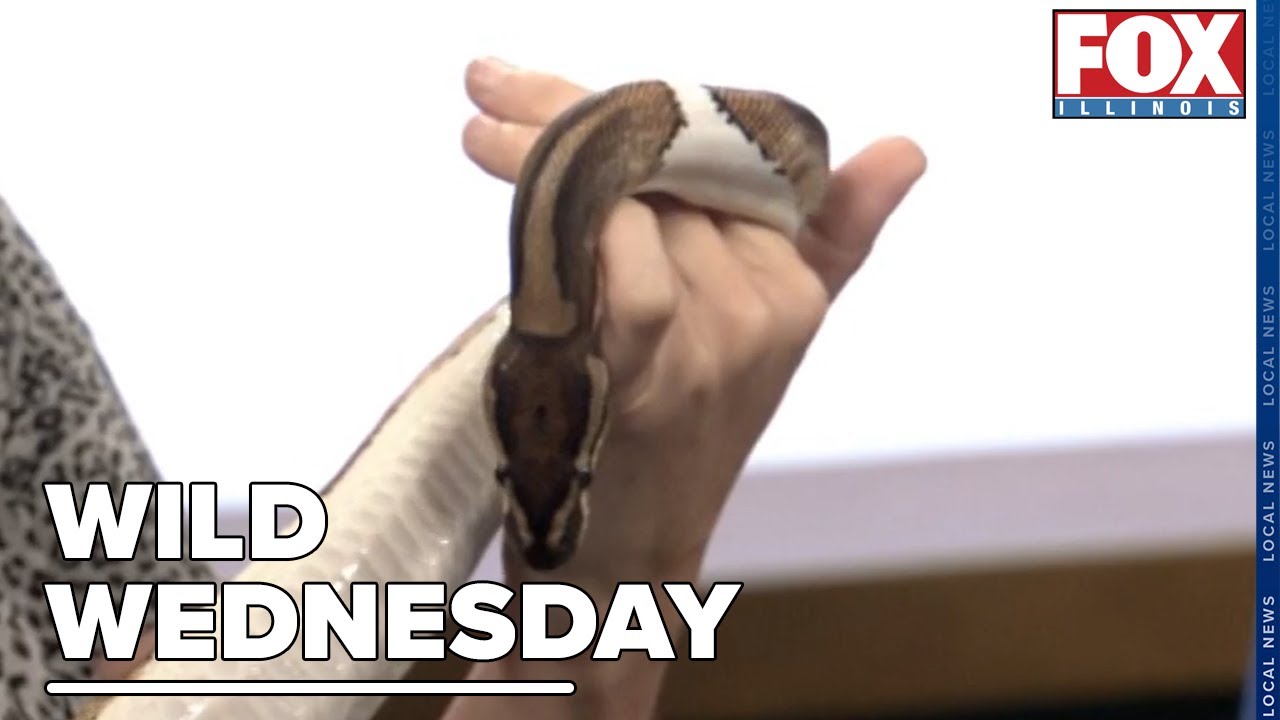 Wild Wednesday: Wild Times Exotics Visits the Studio - YouTube