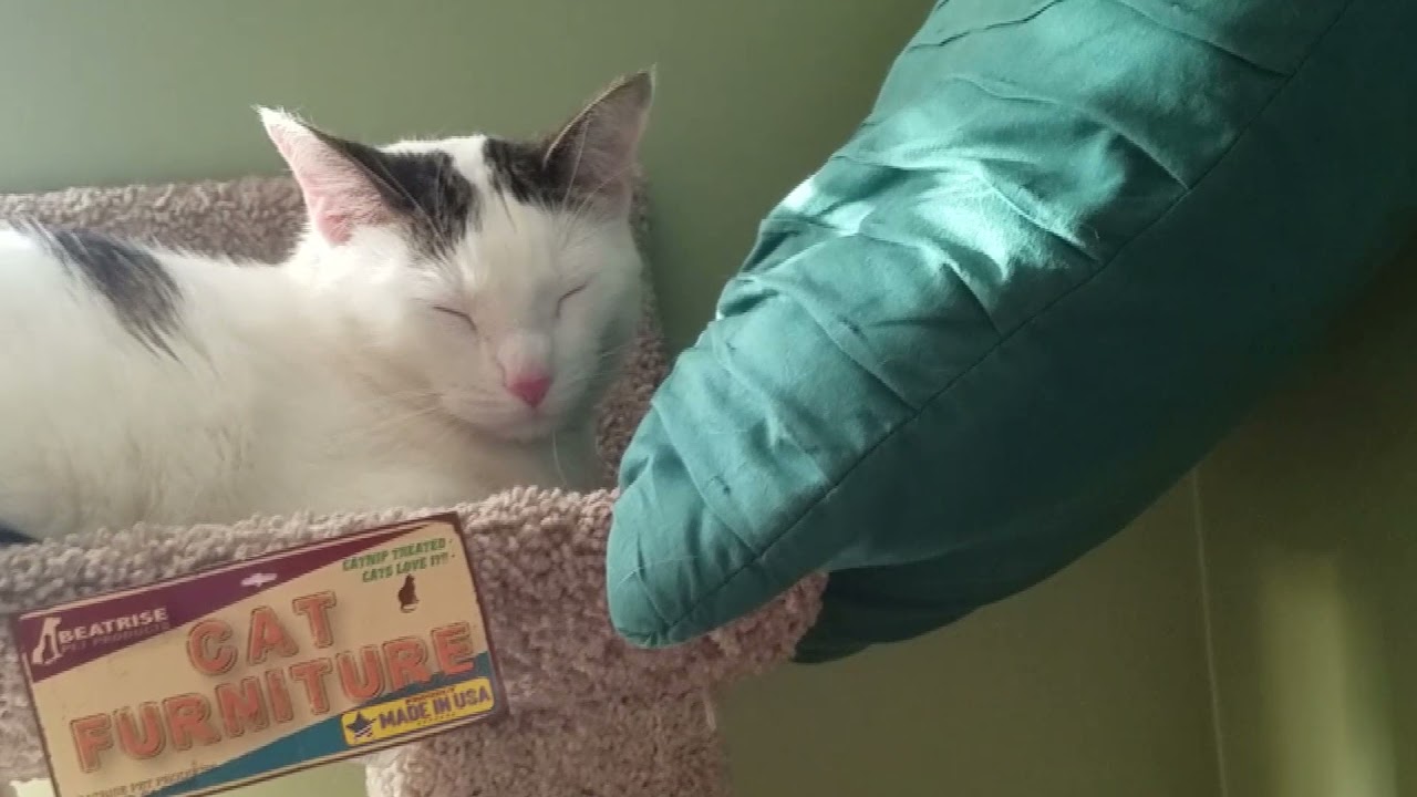 My cat is having an off day - YouTube