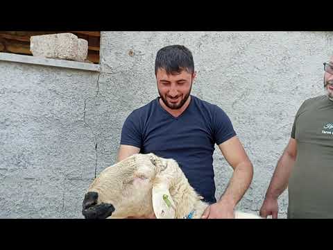 kangal koçunun özellikleri...