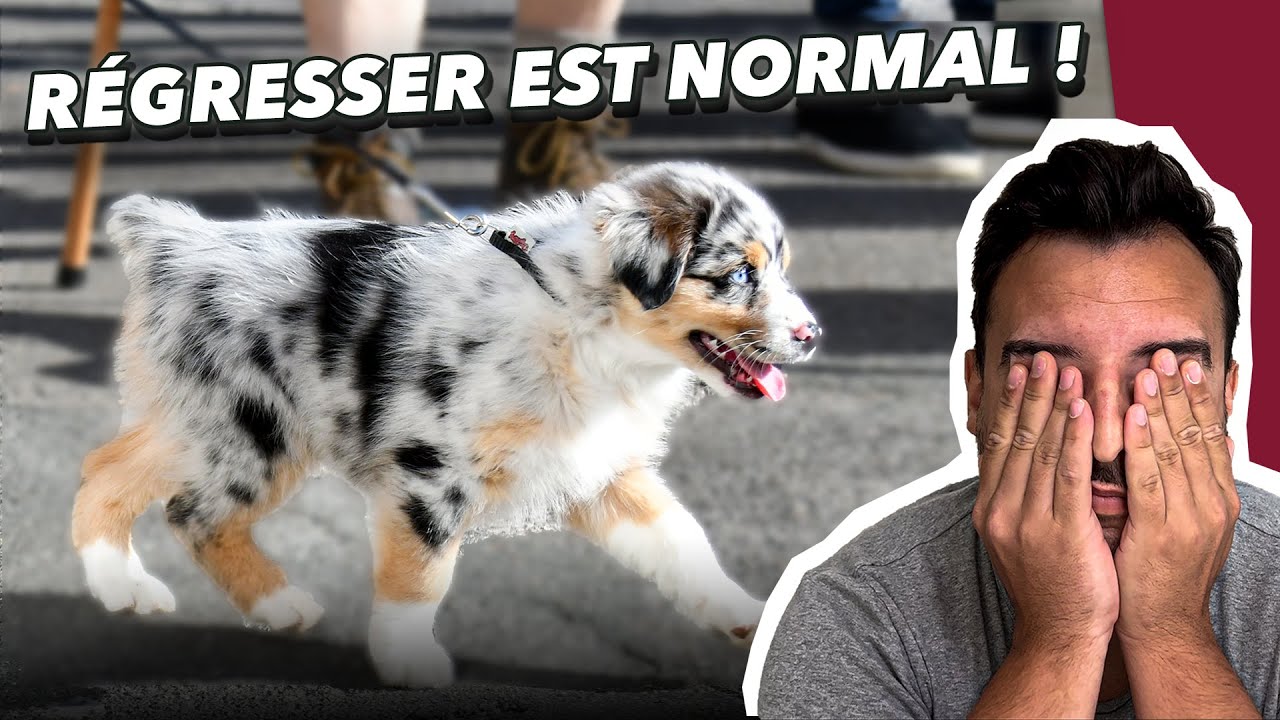 Régression : l'éducation canine est faite de hauts et de bas ! Chiot ...