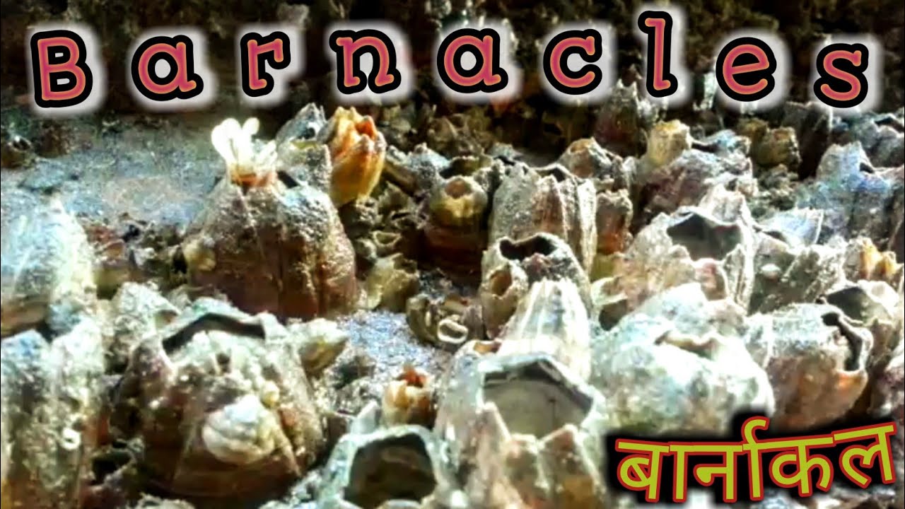 Barnacles || बार्नाकल || What are barnacles? || बार्नाकल क्या हैं ...