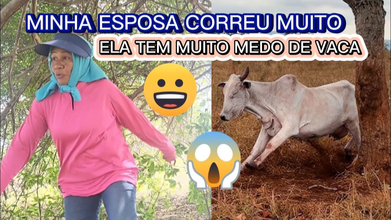 MINHA ESPOSA CORREU COM MEDO DA VACA. 😁😁😁 VEJA O QUE ACONTECEU. - YouTube