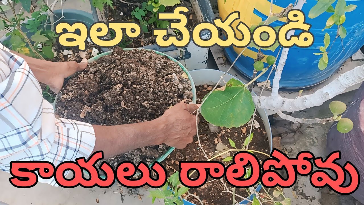 How To Grow, fertilize, and Harvesting Figs Tree in a Pot || Gardening ...