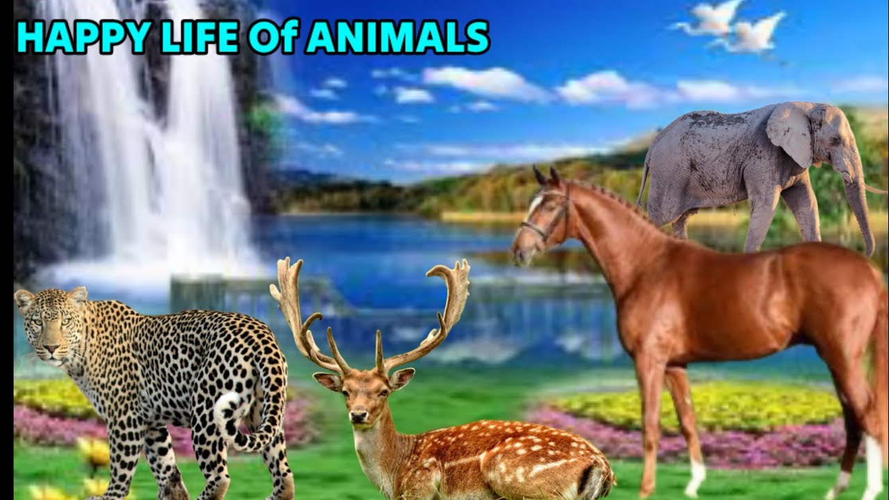 happy life of animals cute animals ️ amezing animals movie #animallover ...