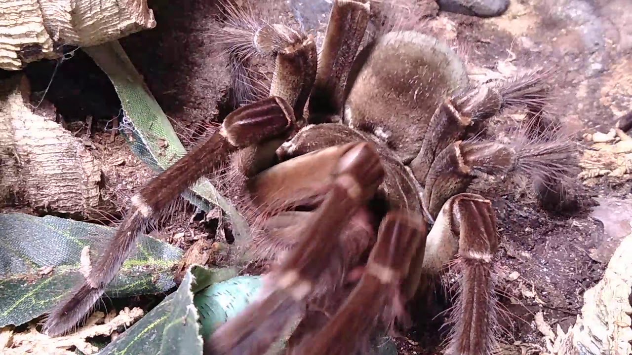 Mature male T stirmi eats a hornworm - YouTube