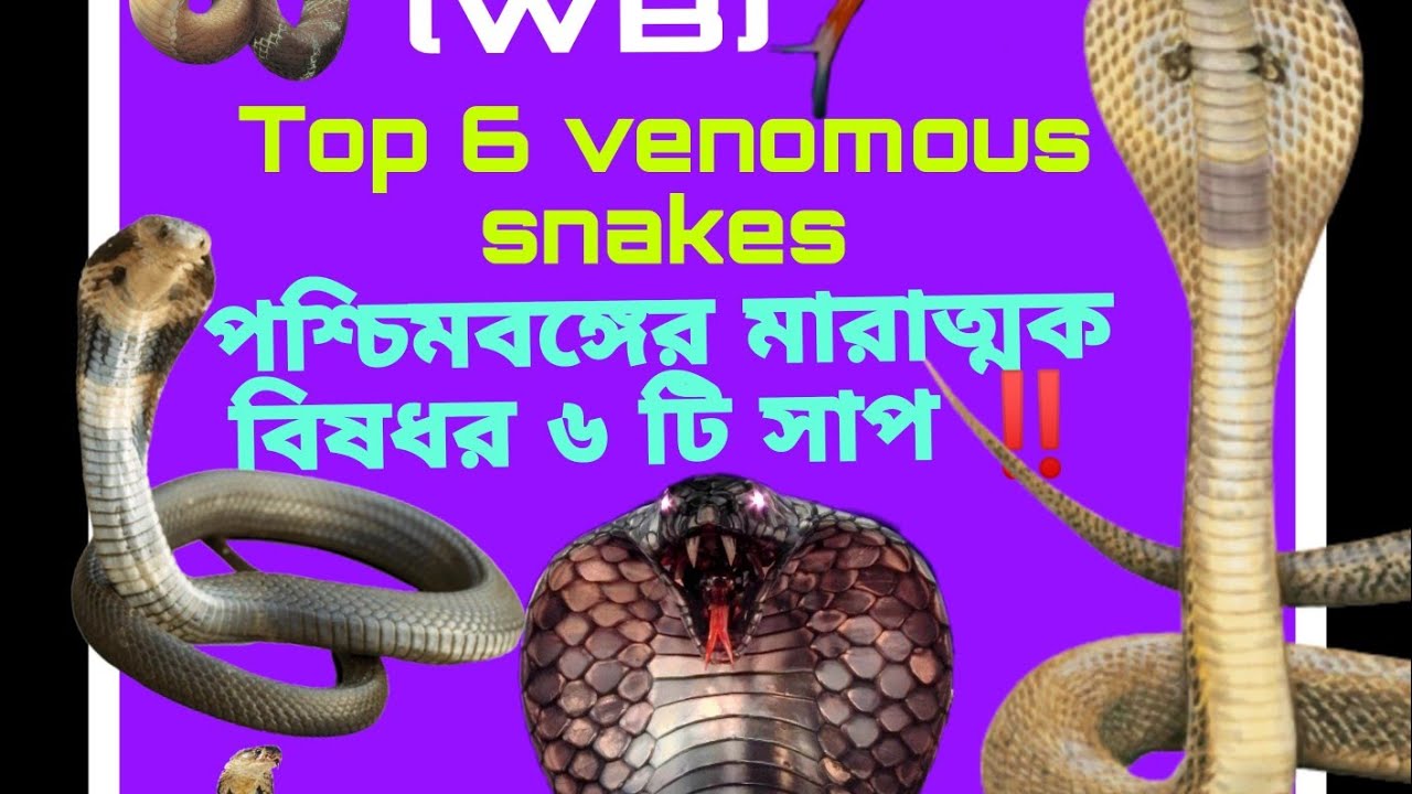 Top 6 venomous snakes in West Bengal. - YouTube