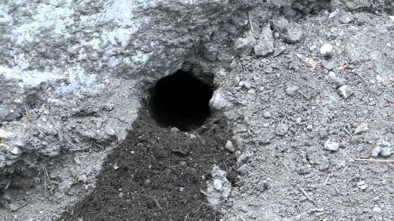 Goofy Gopher pushing dirt out of hole - YouTube