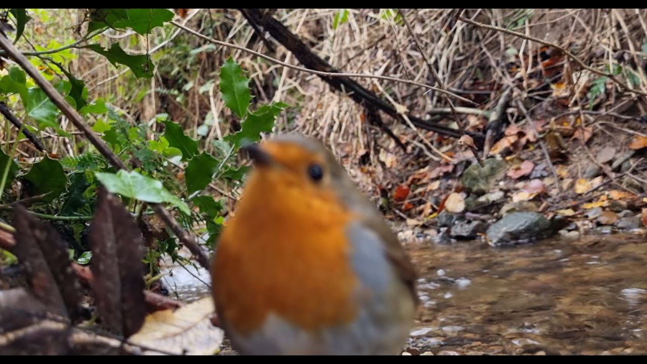 4K Babbling Brook - Trickling Forest Creek - Water Sounds - Inquisitive ...