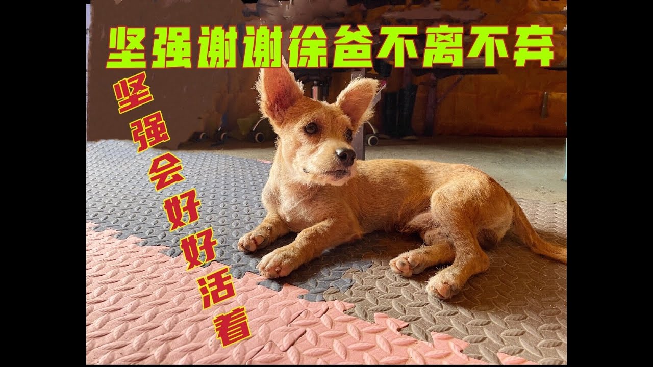 2021-8-19 Stray dogs rescue in Wuhan China 这是一只比残疾狗还可怜的一只狗狗，但是它却很坚强的面对着 ...