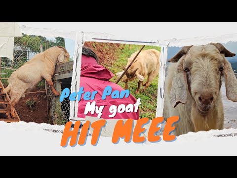 DÊ PETER QUẬY HÚC OSCAR VÌ BỊ BẮT VỀ NHÀ ️ MY GOAT PETER PAN HIT ME ...