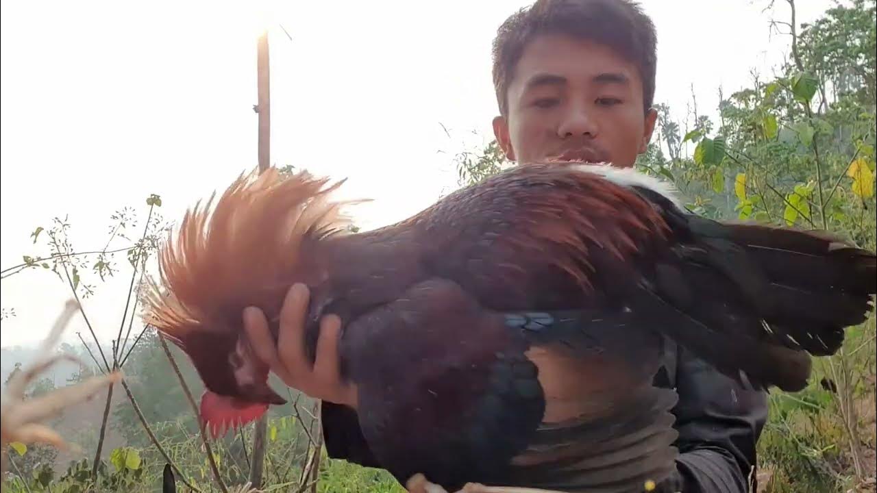 Xeem coj xeem tus poj qaib dib mu loo mam tua tau ib tug qaib qus - YouTube