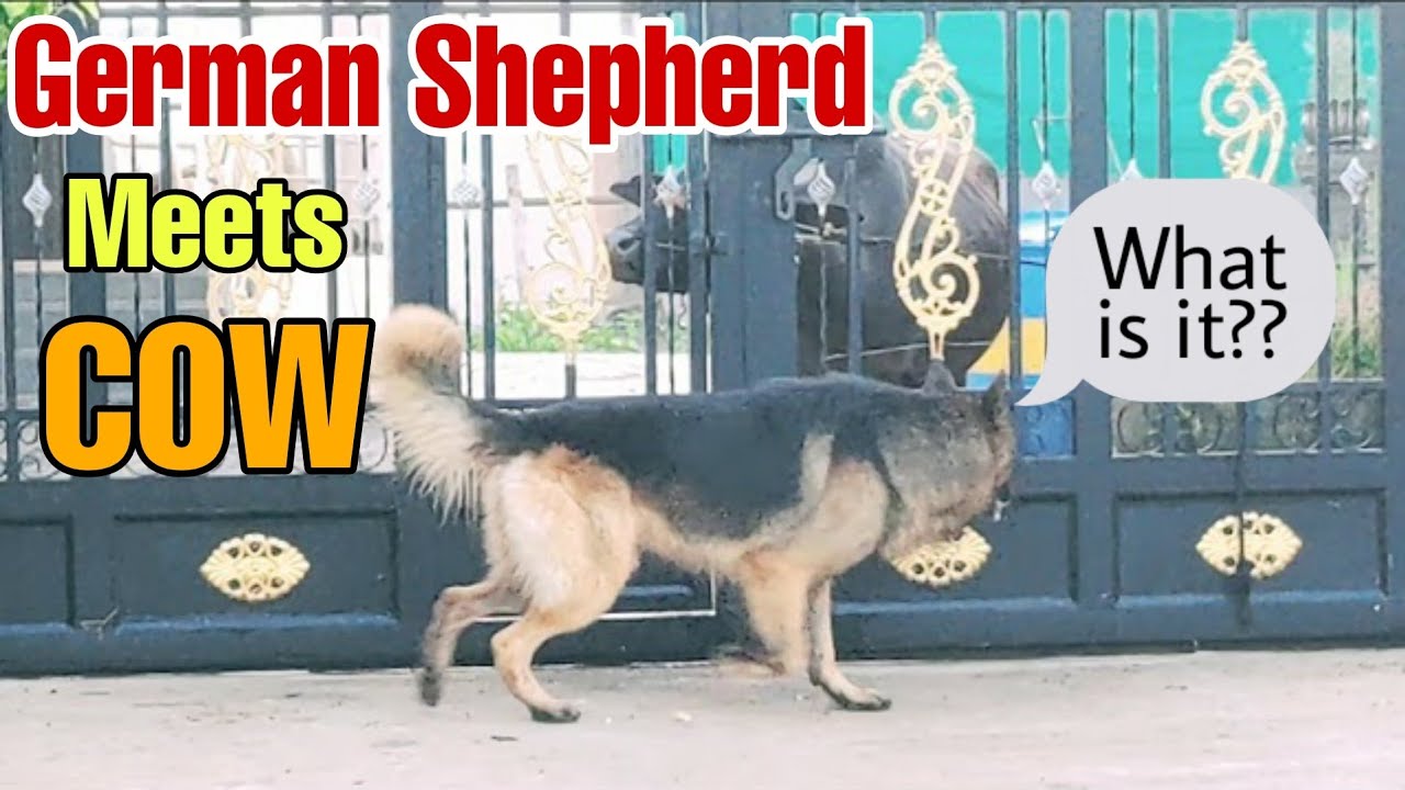 German Shepherd & COW | Funny Moment | Danny - YouTube