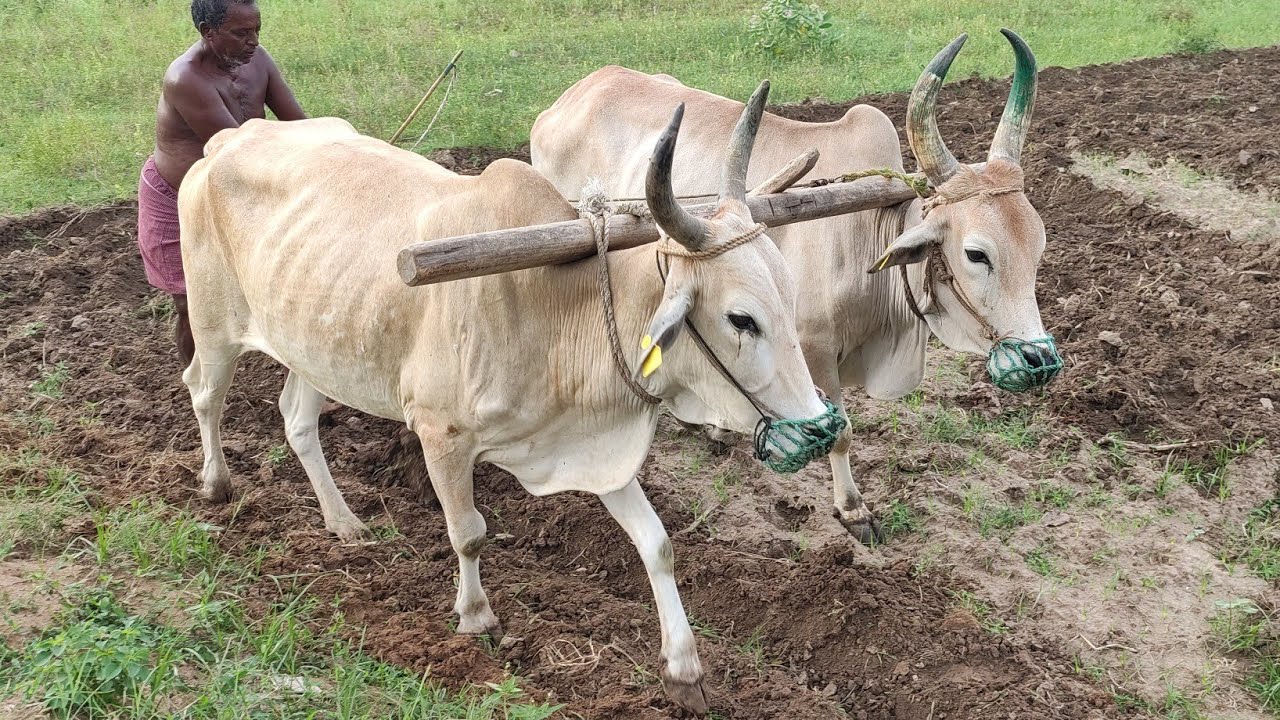 small Bullock cultivate agriculture land in village | Bullockcart ...