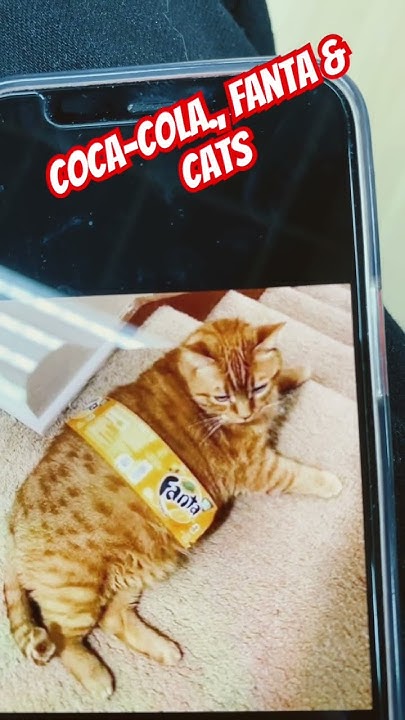 Coca-Cola, Fanta & Cats. - YouTube