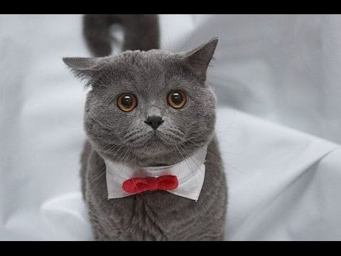 Самые смешные коты и кошки! Funny cats 2015. Смешное видео про котов и кошек!