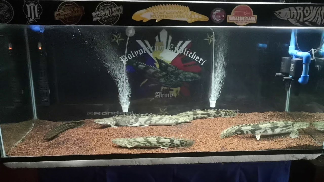 Big bichir tank - Polypterus Endlicheri - YouTube