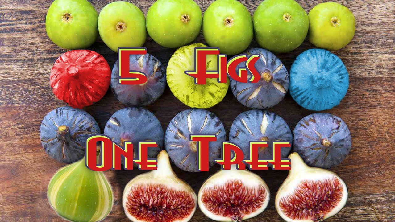 Amaze your friends! 5 different figs growing on one small fig tree ...