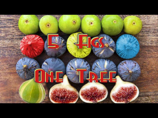 Types Of Figs Fruit